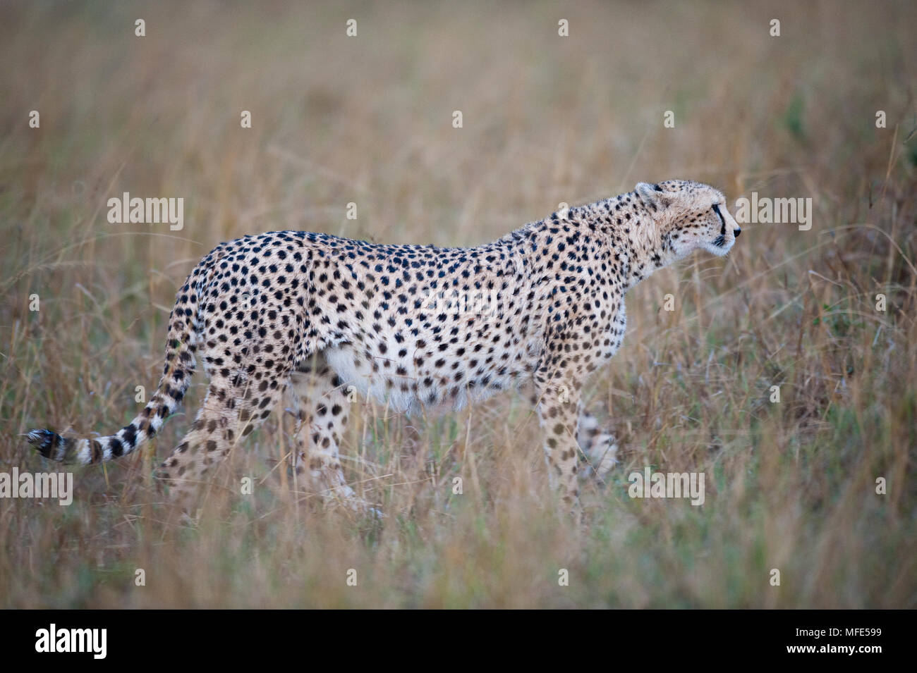 Cheetah in afternoon rain storm; Acinonyx jubatus, Masai Mara, Kenya ...
