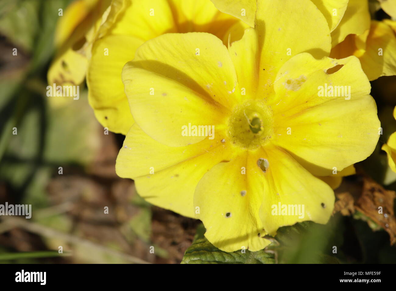 Colorful primroses in the garden Stock Photo - Alamy