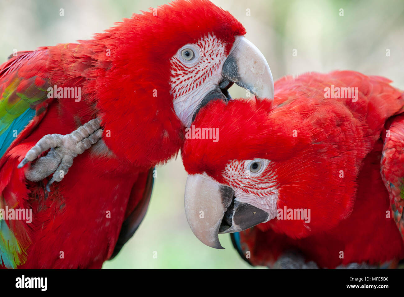 Red Macaw isolated from background Stock Photo - Alamy