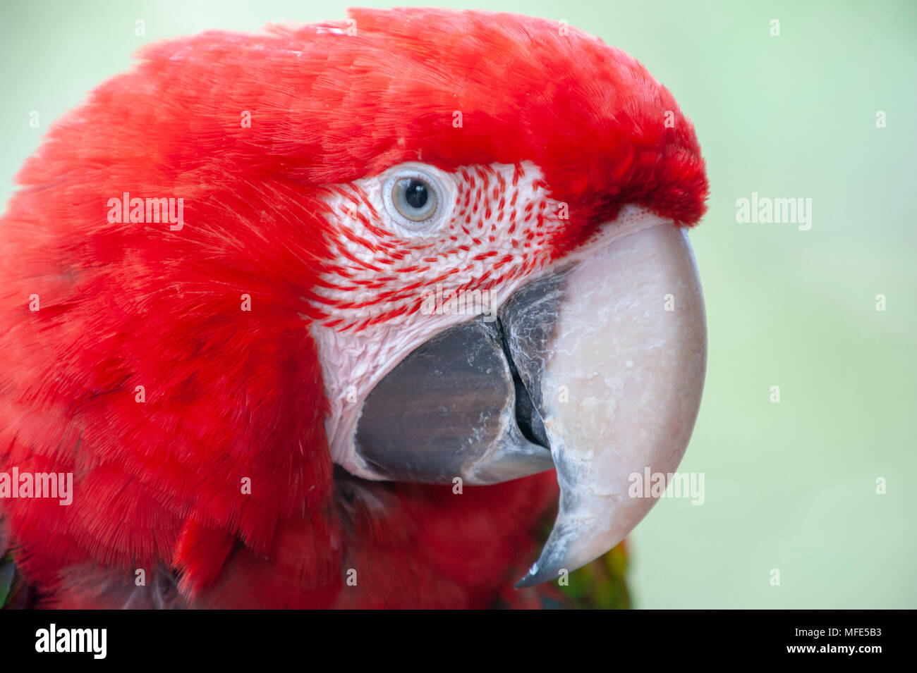 Red Macaw isolated from background Stock Photo - Alamy