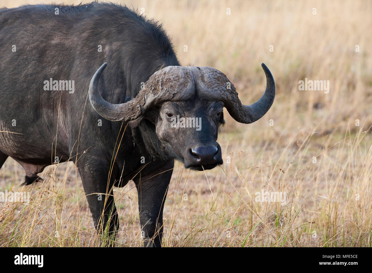 Cape buffalo bull hi-res stock photography and images - Alamy