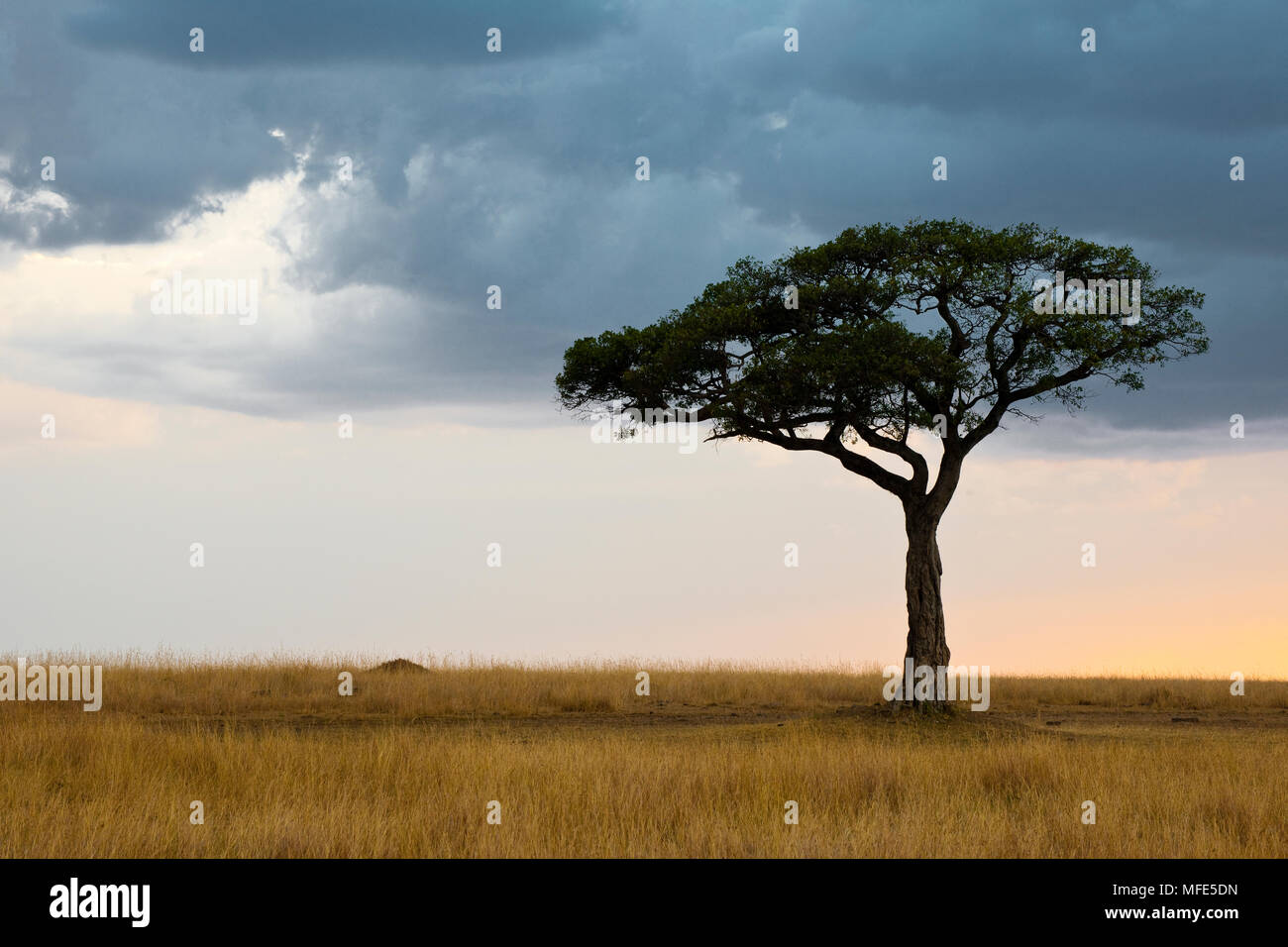 A lone ficus tree is silhouetted against a late afternoon rain storm ...
