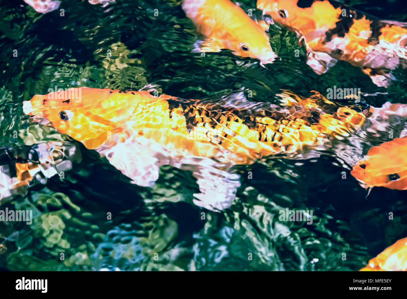 In the aquarium swims a large number koi - an ornamental domesticated ...