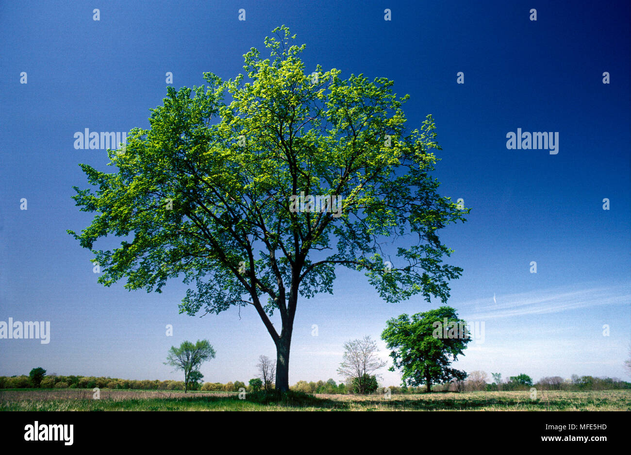 AMERICAN ELM Ulmus americanus with spring foliage Stock Photo - Alamy