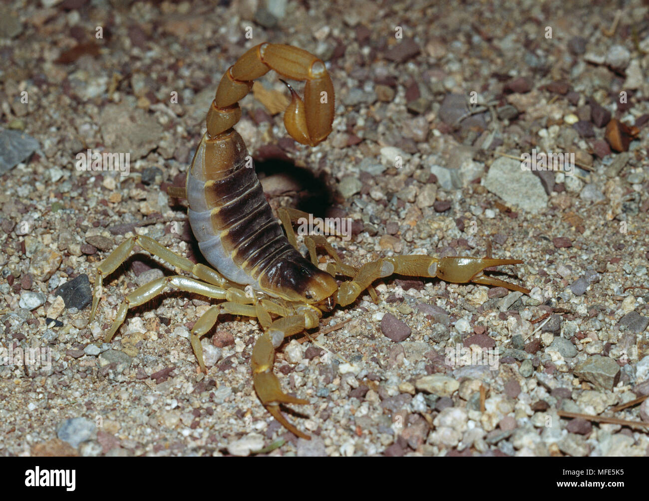 GREAT HAIRY SCORPION Hadrurus arizonensis Arizona Desert, south west ...