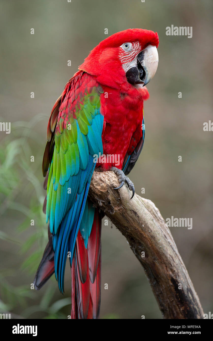 Red Macaw isolated from background Stock Photo - Alamy