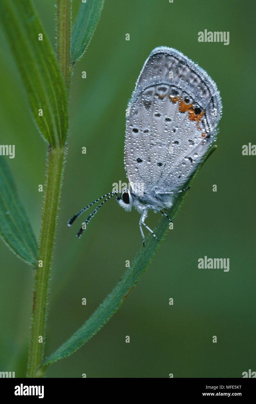 EASTERN TAILED BLUE BUTTERFLY Everes comyntas covered in dew. Michigan ...