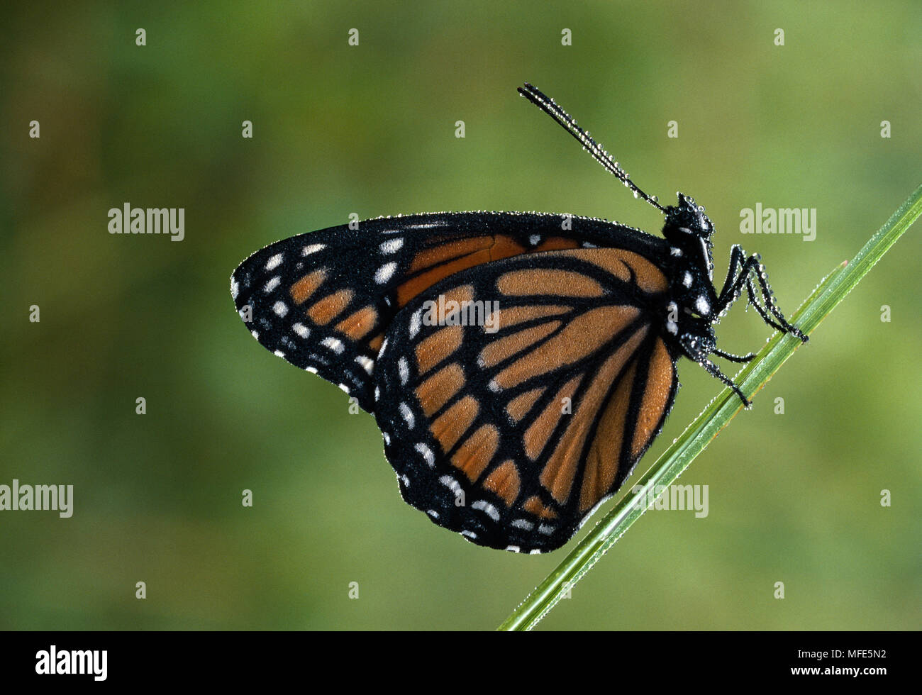 VICEROY BUTTERFLY Basilarchia archippus mimic of Monarch butterfly ...