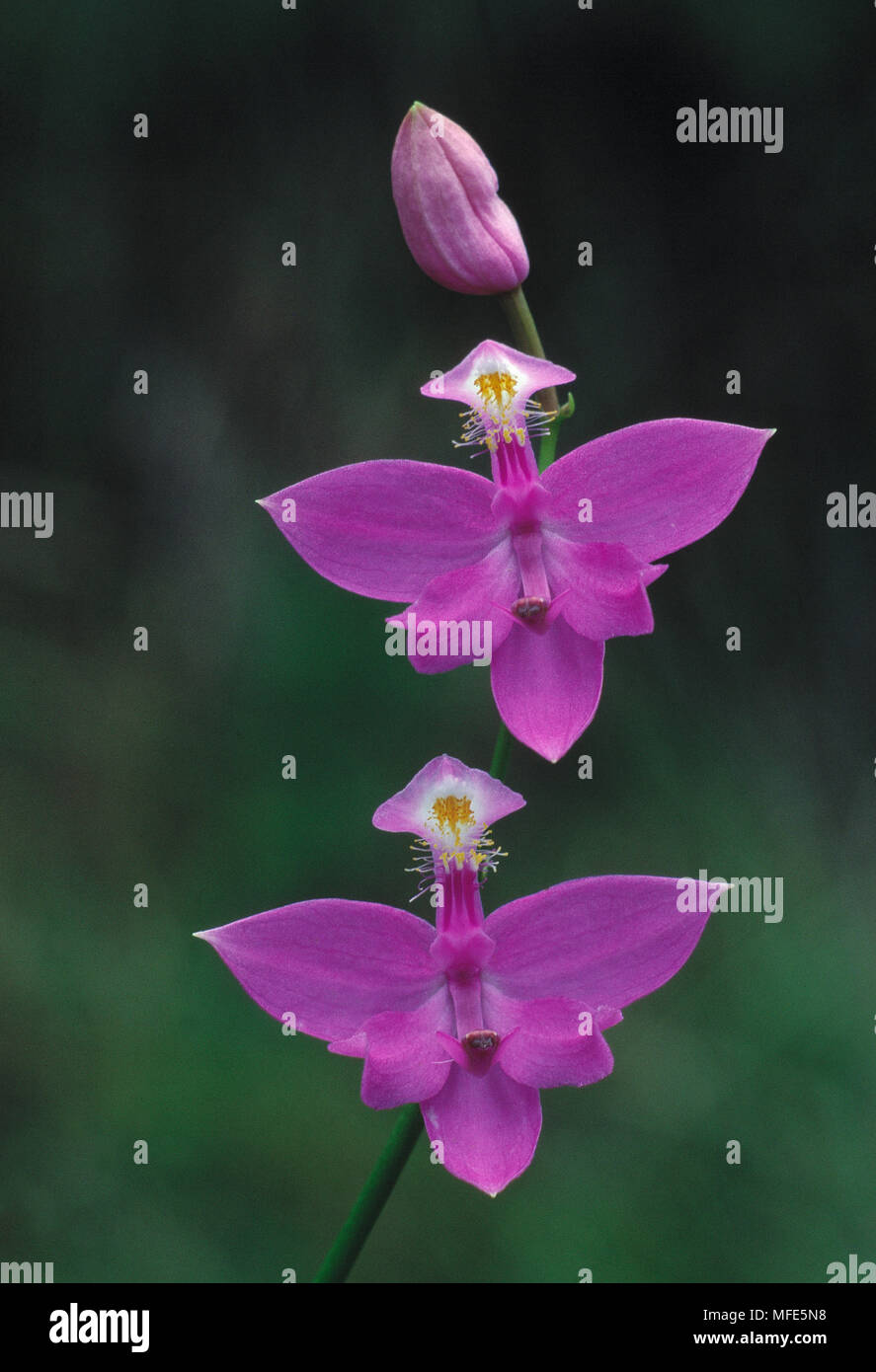 Jsh000562a hi-res stock photography and images - Alamy