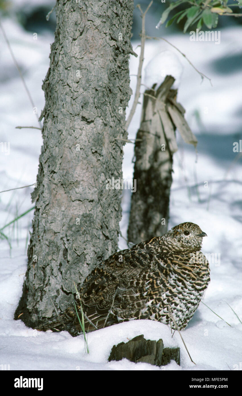 Spruce grouse dendragapus canadensis hi-res stock photography and ...