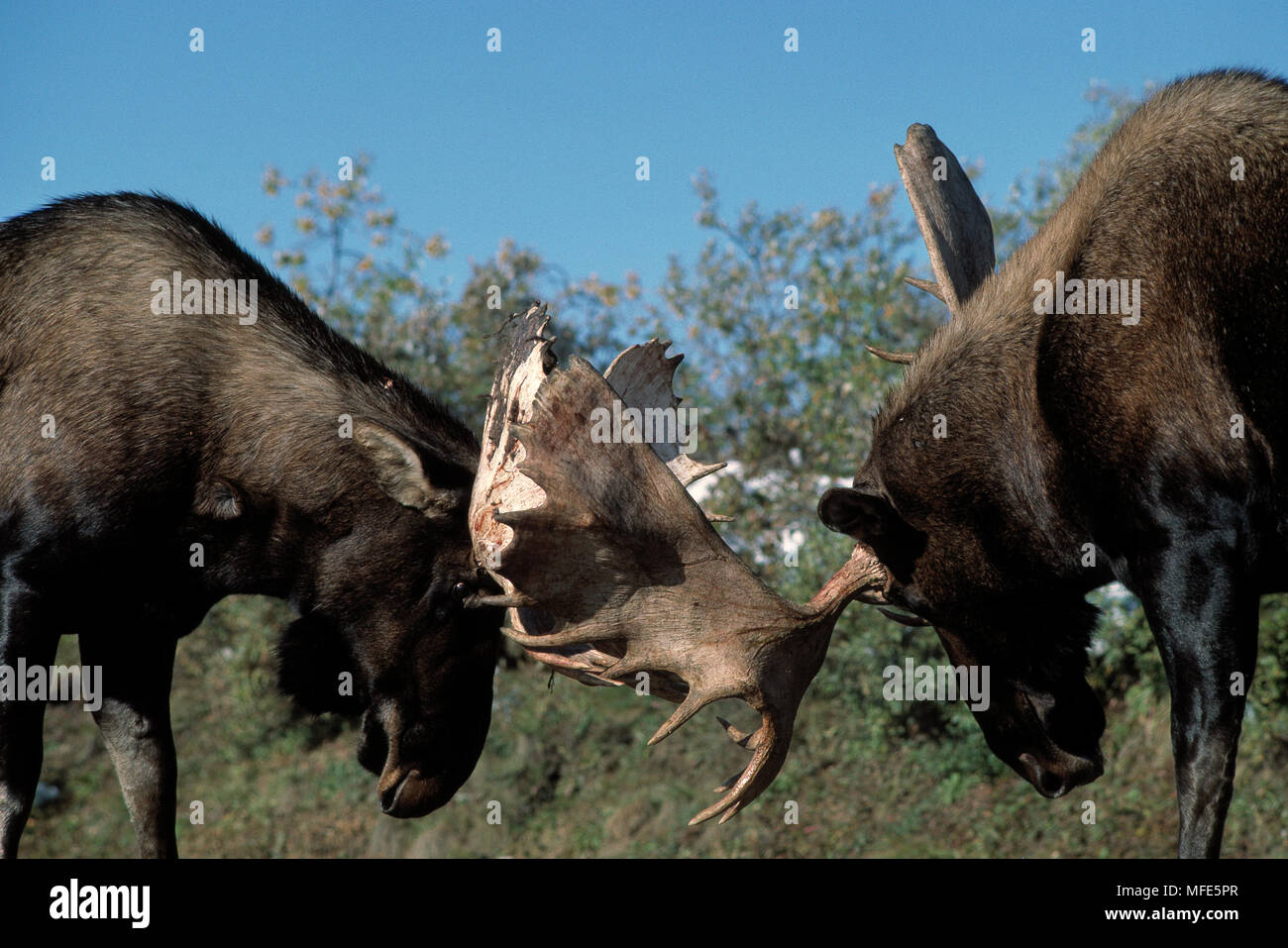 Moose sparring hi-res stock photography and images - Alamy