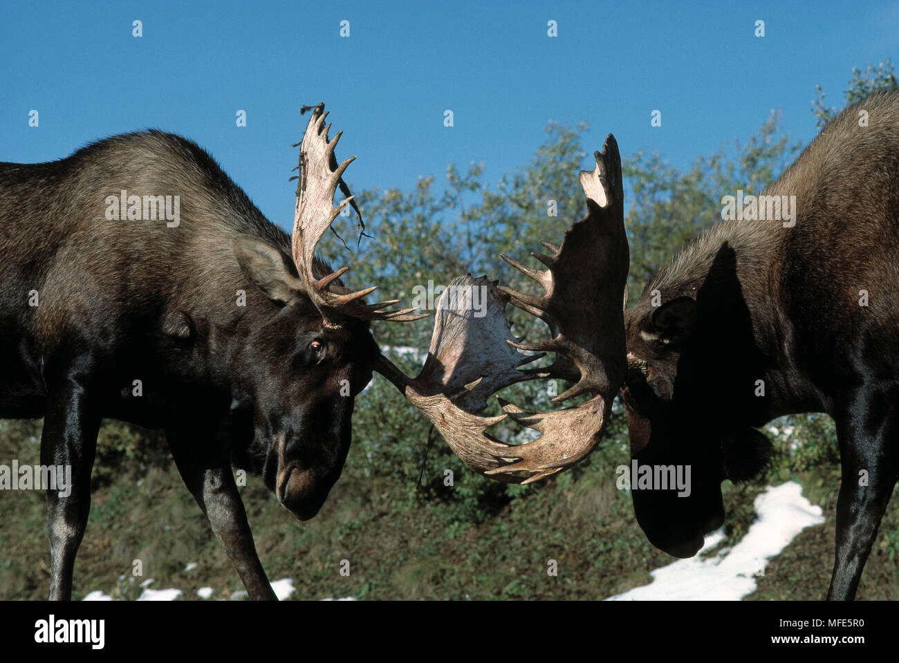 Two moose fighting hi-res stock photography and images - Alamy
