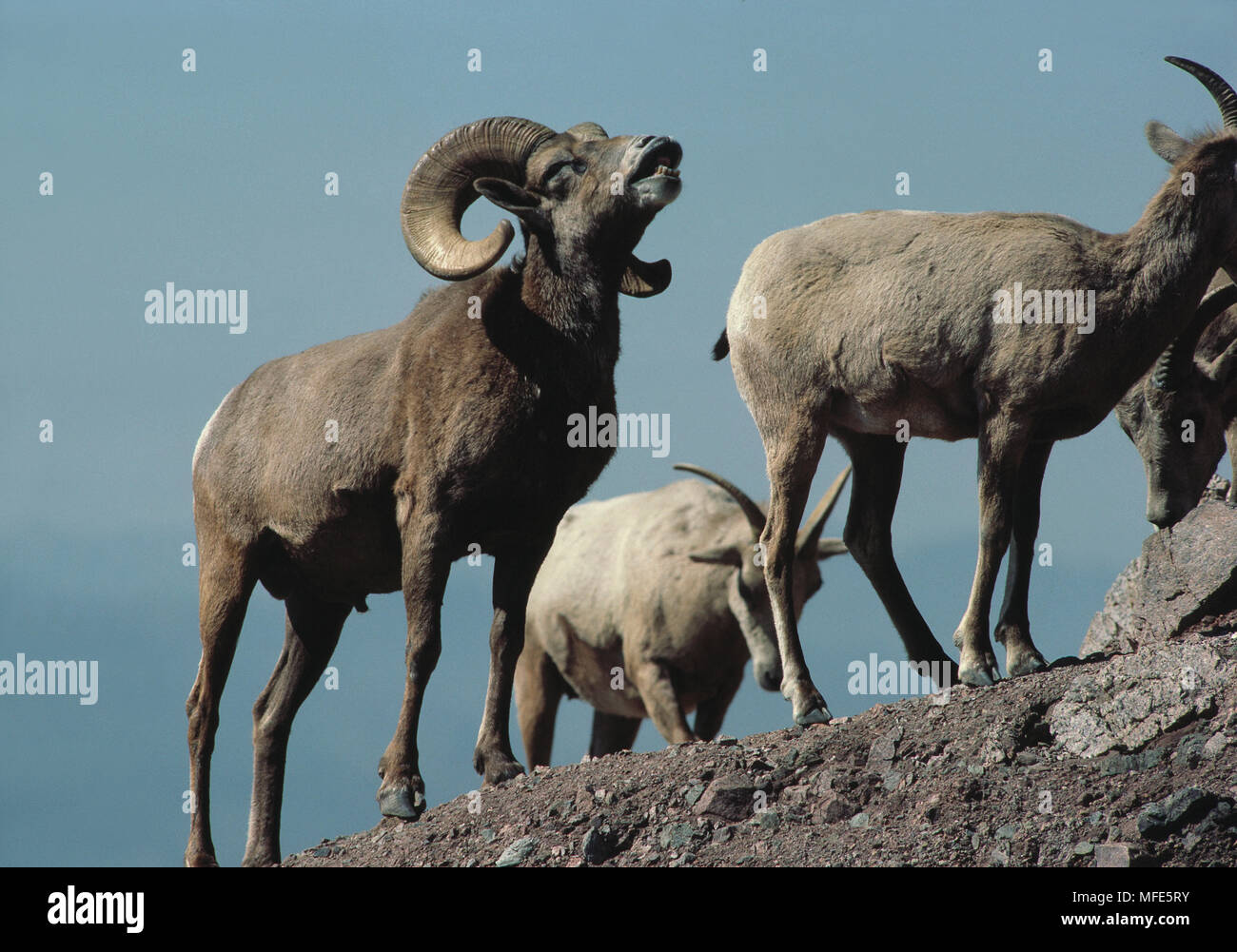 DESERT BIGHORN SHEEP Ovis canadensis male in flehmen display Arizona ...