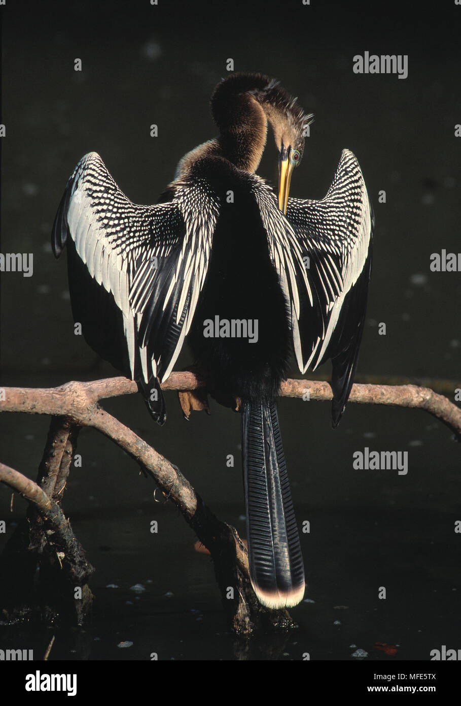 ANHINGA preening Anhinga anhinga Florida, USA Stock Photo - Alamy