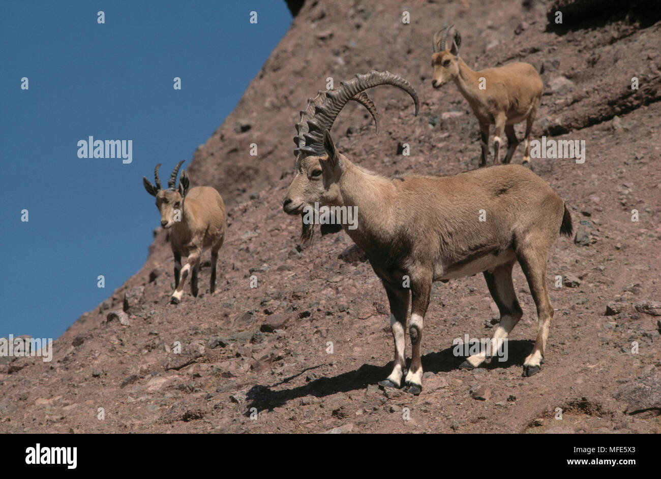 NUBIAN IBEX male Capra ibex nubiana Stock Photo - Alamy