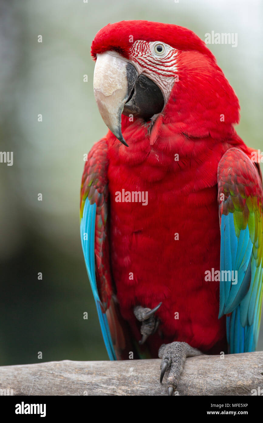 Red Macaw isolated from background Stock Photo - Alamy