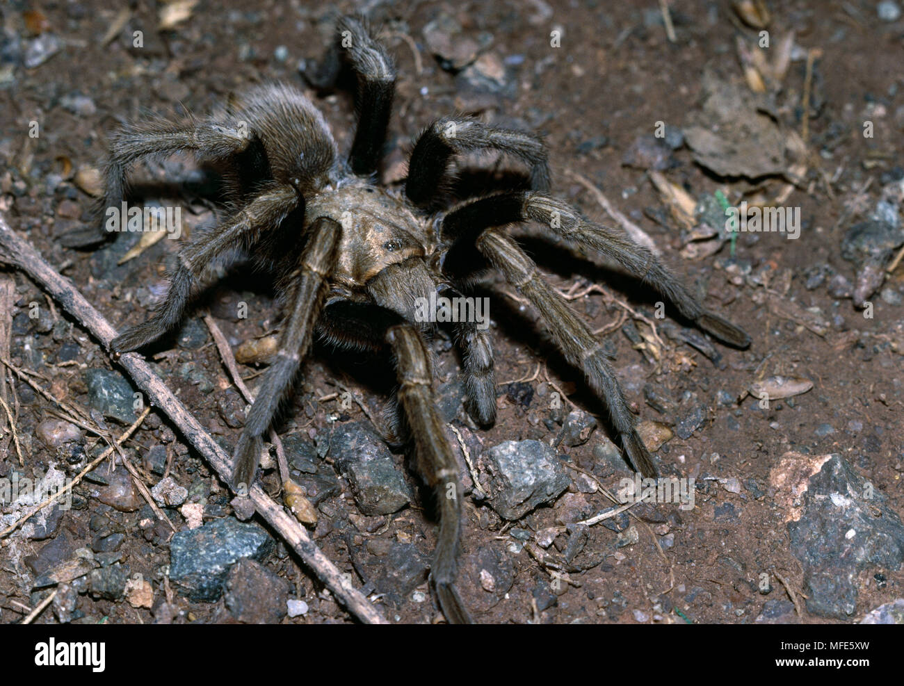 Chalcodes hi-res stock photography and images - Alamy