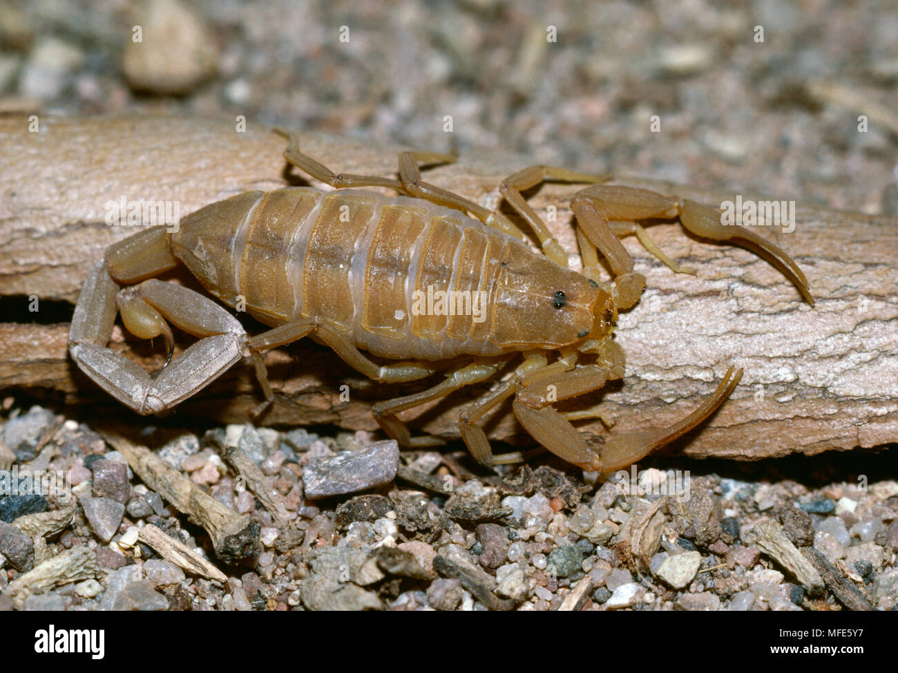 Arizona bark scorpion hi-res stock photography and images - Alamy
