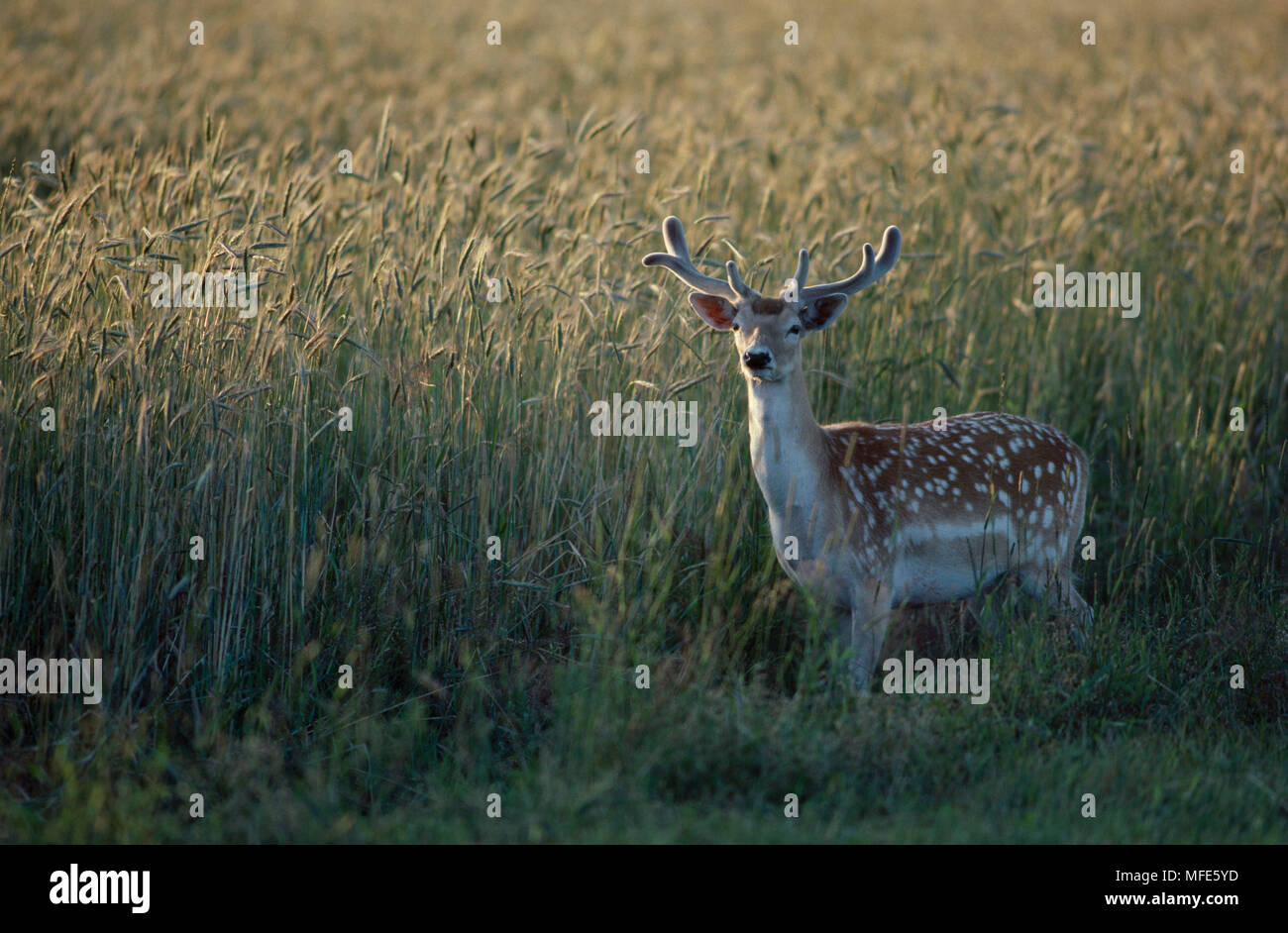 American dama hi-res stock photography and images - Alamy