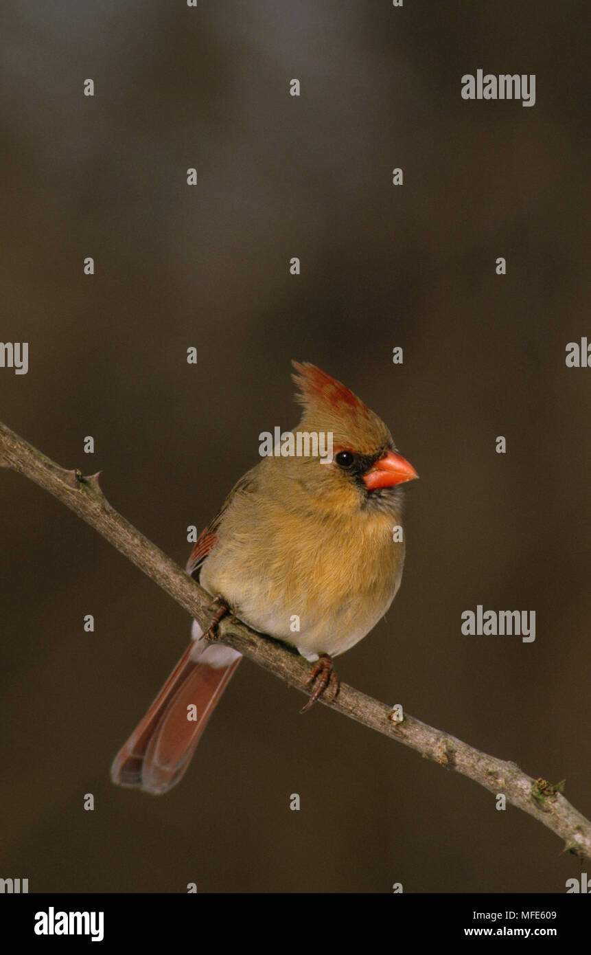 Michigan cardinal hi-res stock photography and images - Alamy
