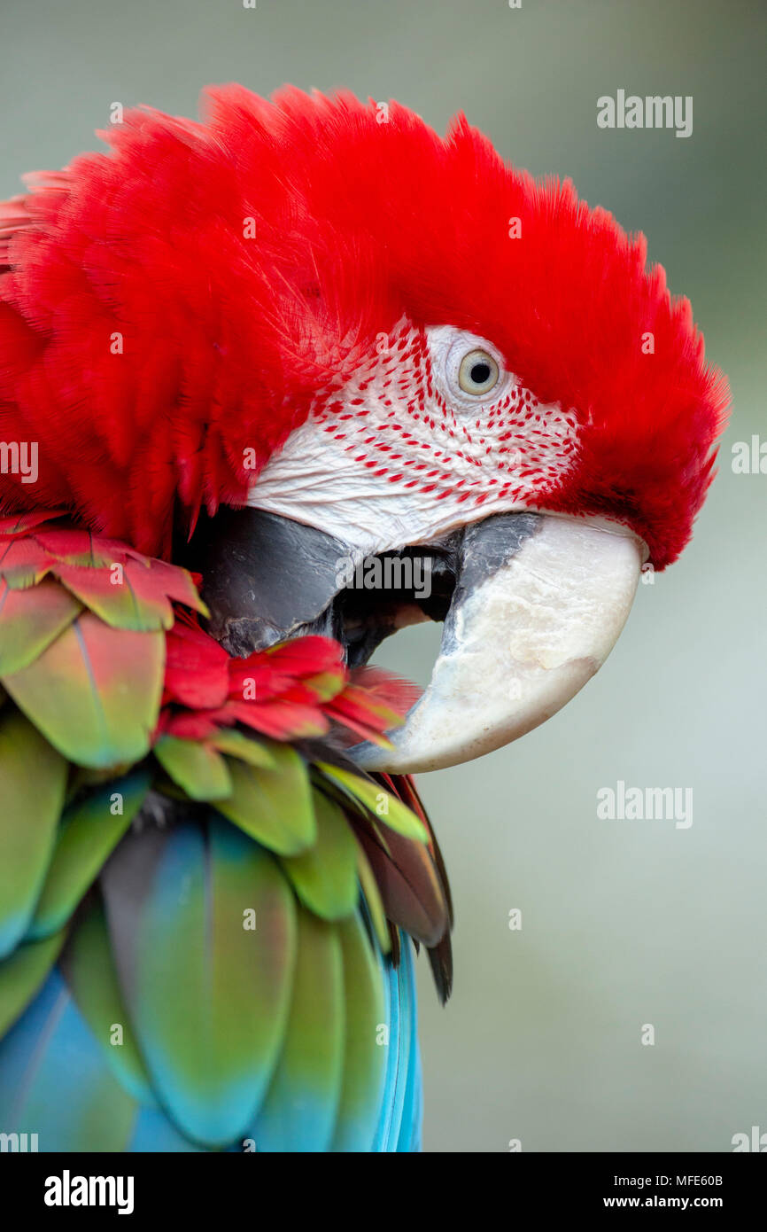 Red Macaw isolated from background Stock Photo - Alamy