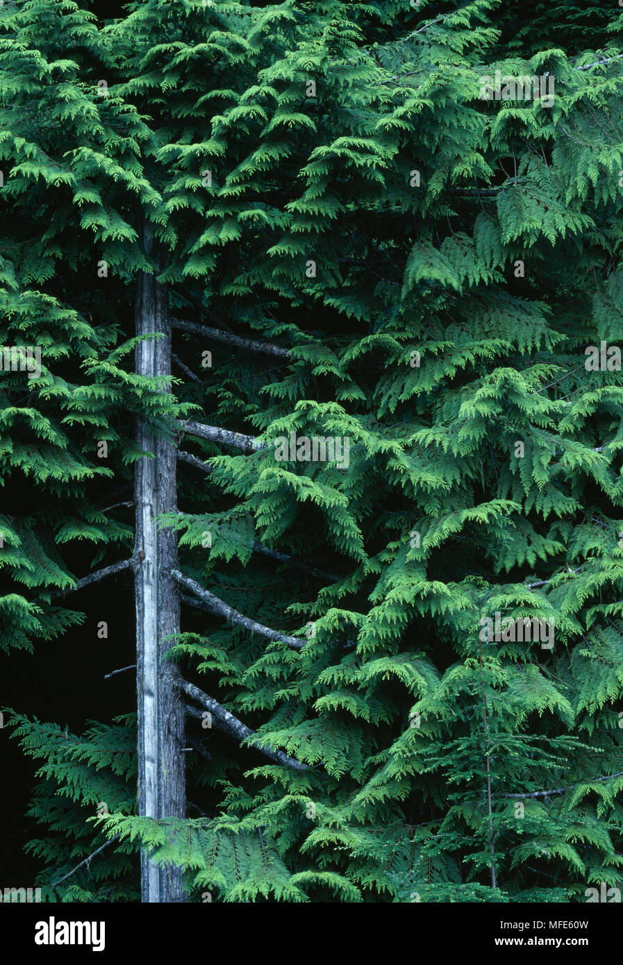 Western red cedars thuja plicata hi-res stock photography and images ...
