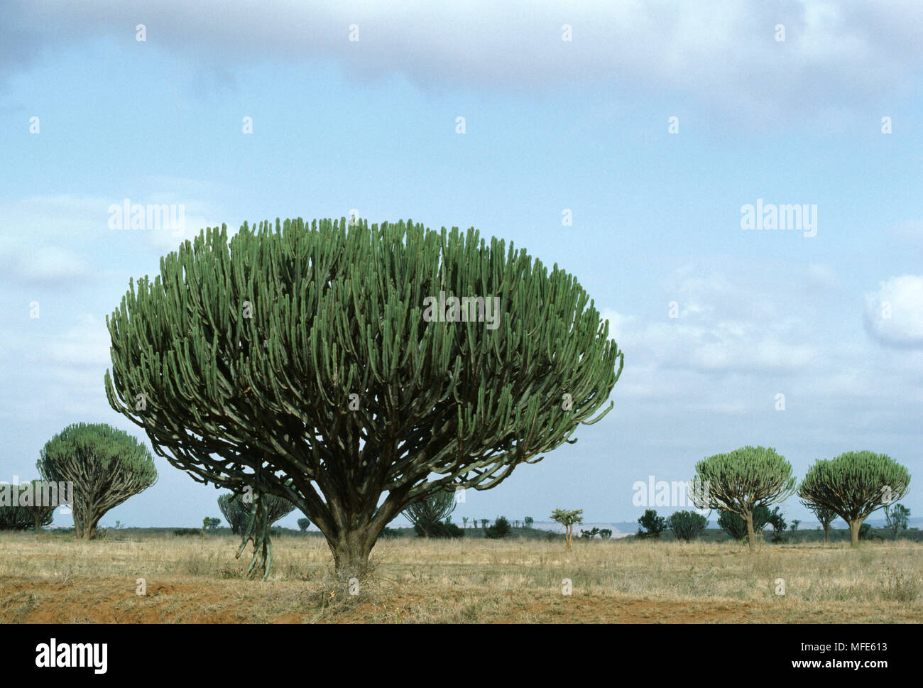 EUPHORBIA TREE Euphorbia ingens Kenya Stock Photo - Alamy