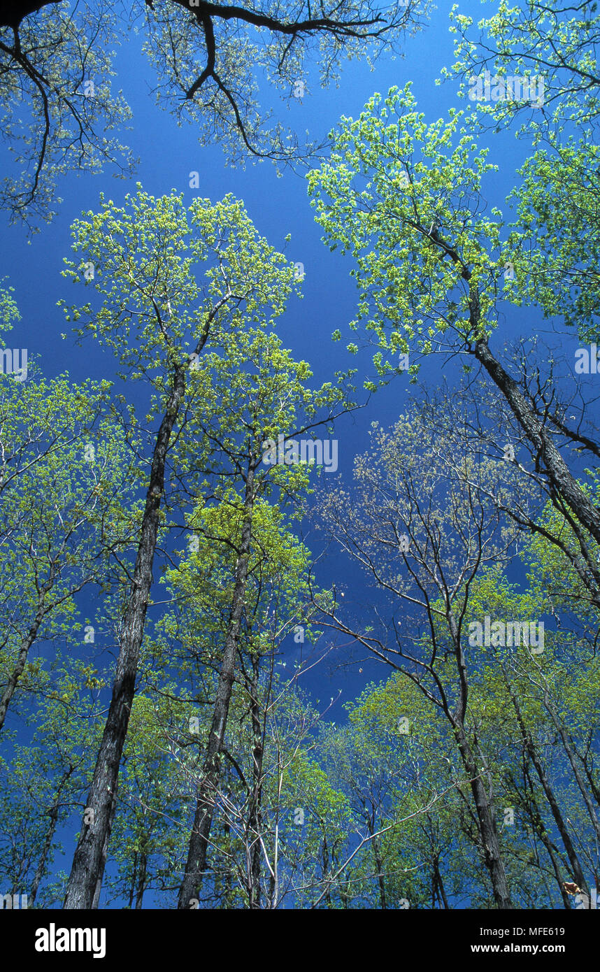 HICKORY TREES Carya sp. Michigan, northern USA Stock Photo - Alamy