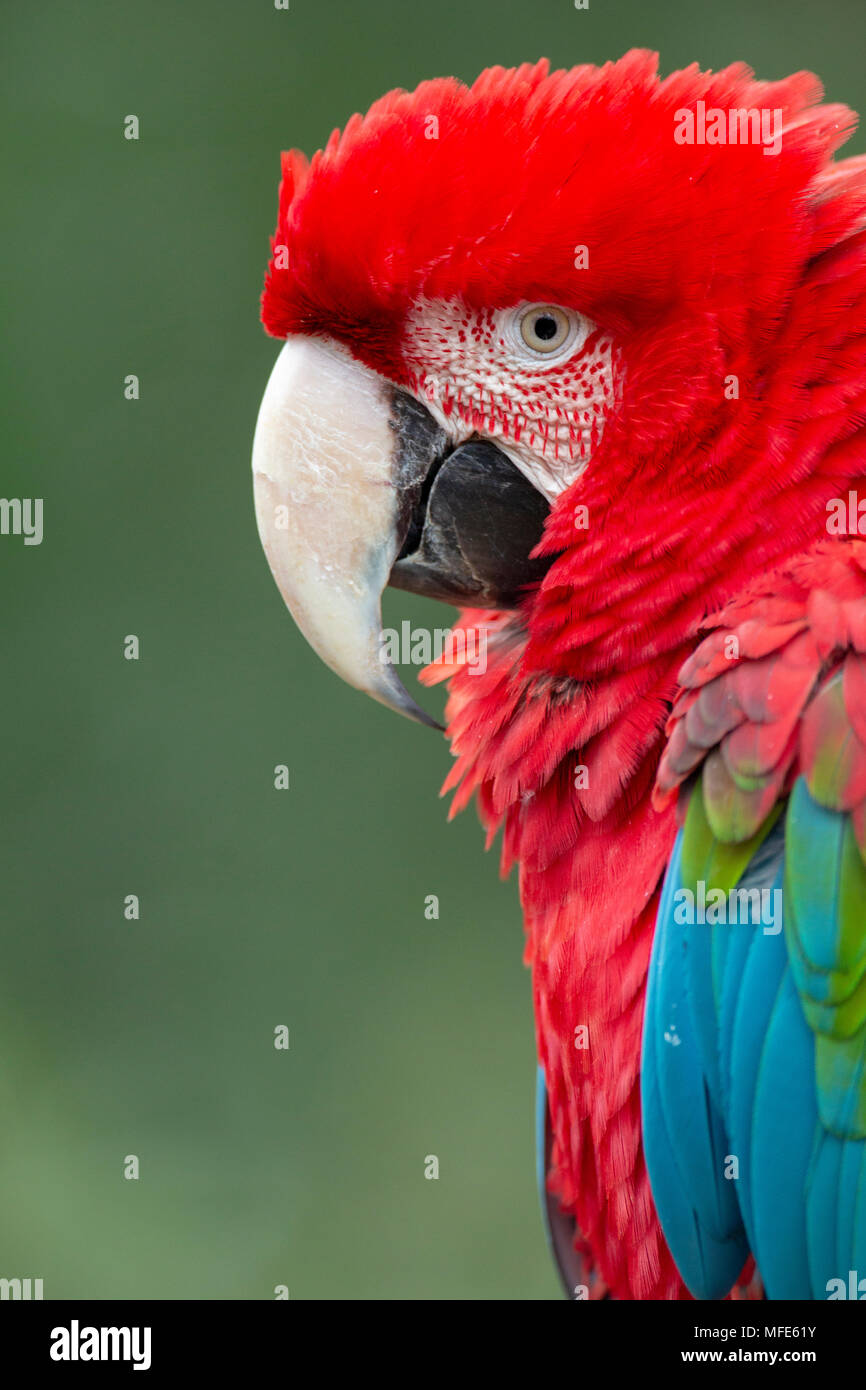 Red Macaw isolated from background Stock Photo - Alamy