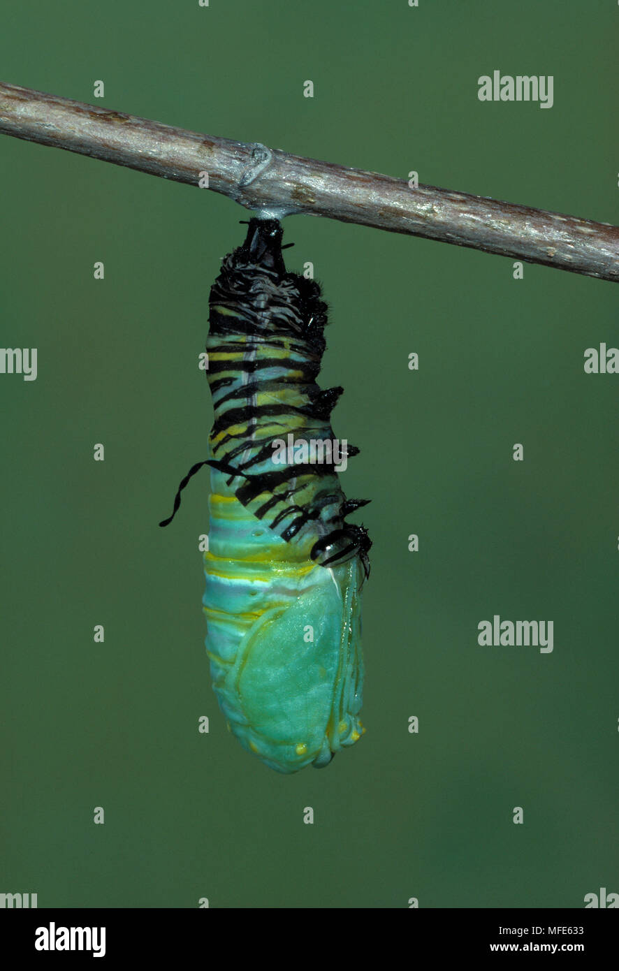 MONARCH BUTTERFLY larva Danaus plexippus pupating Picture sequence A ...