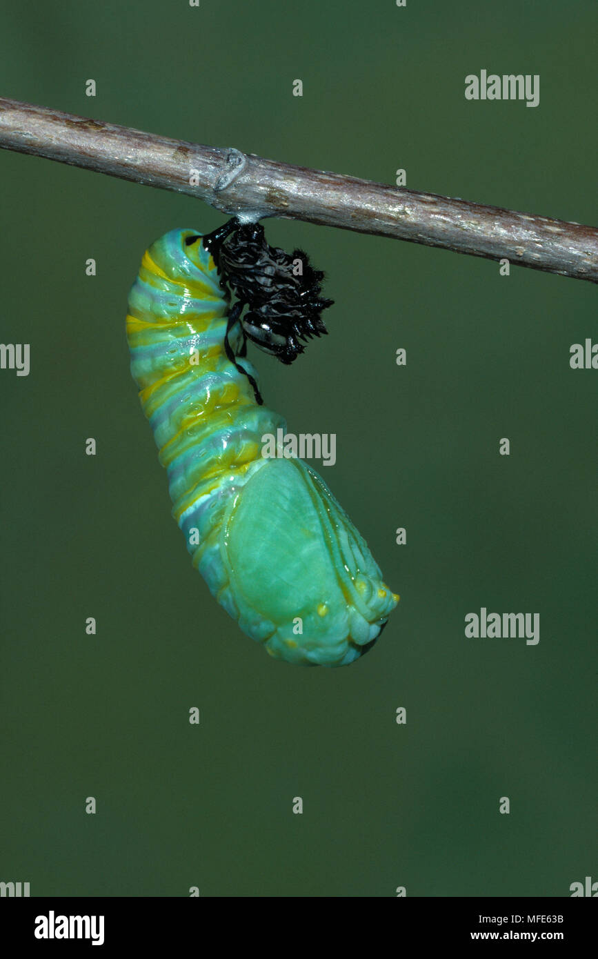 MONARCH BUTTERFLY pupation Danaus plexippus completed Picture sequence ...