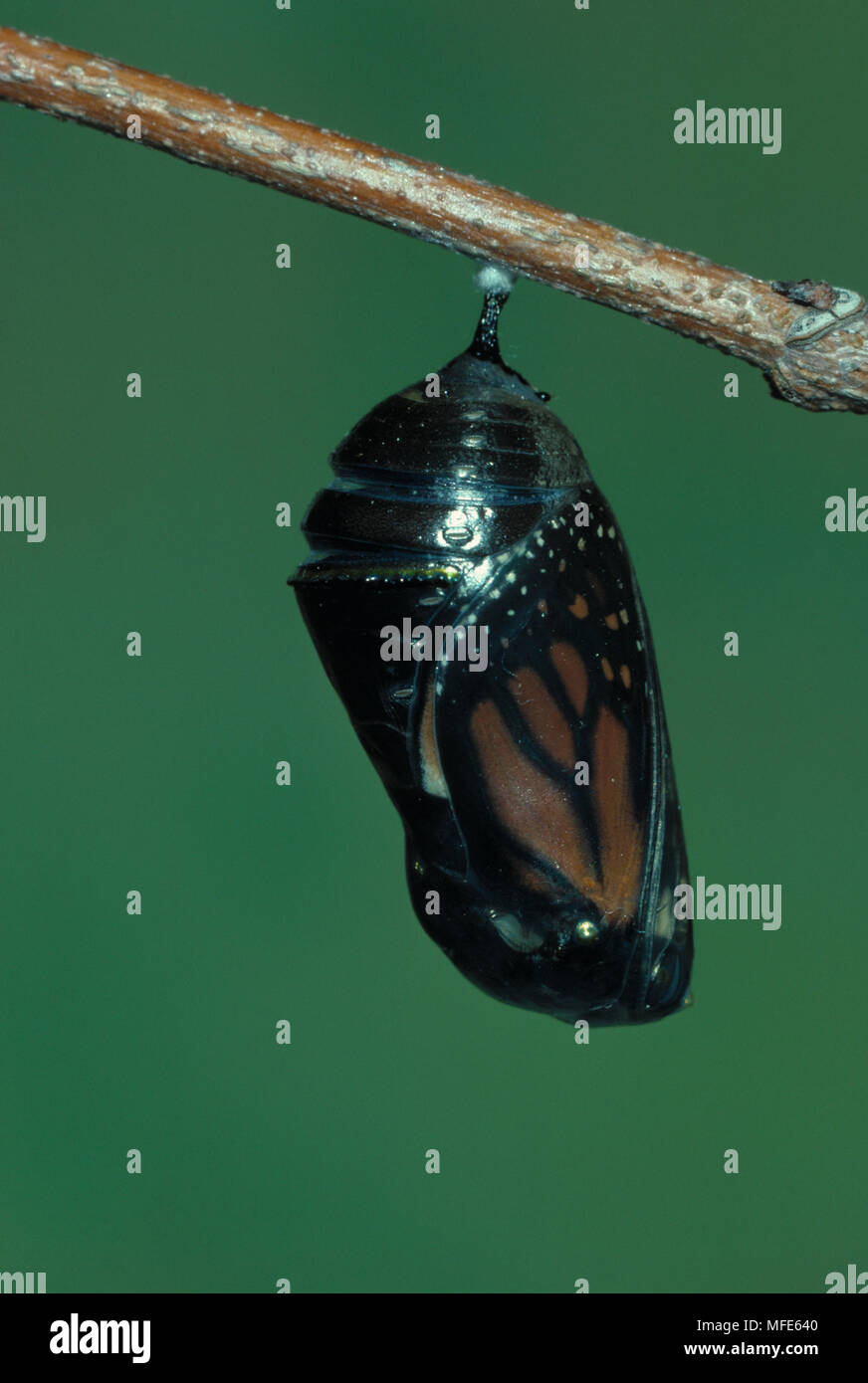 MONARCH BUTTERFLY pupa Danaus plexippus near opening. Picture sequence ...