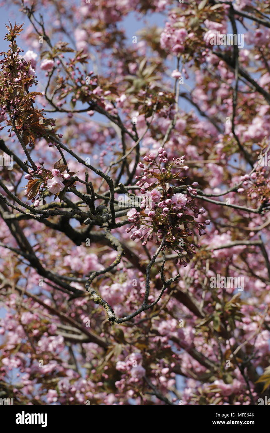 Beautiful pink fragile flowers of the Japanese cherry Stock Photo - Alamy