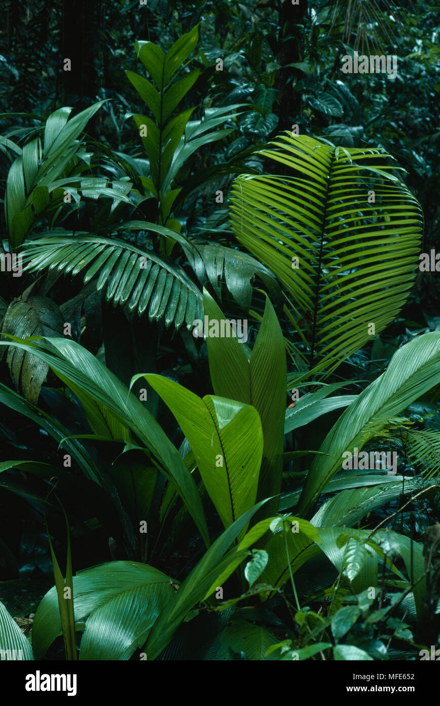 RAINFOREST FERNS La Selva, Costa Rica, Central America Stock Photo - Alamy