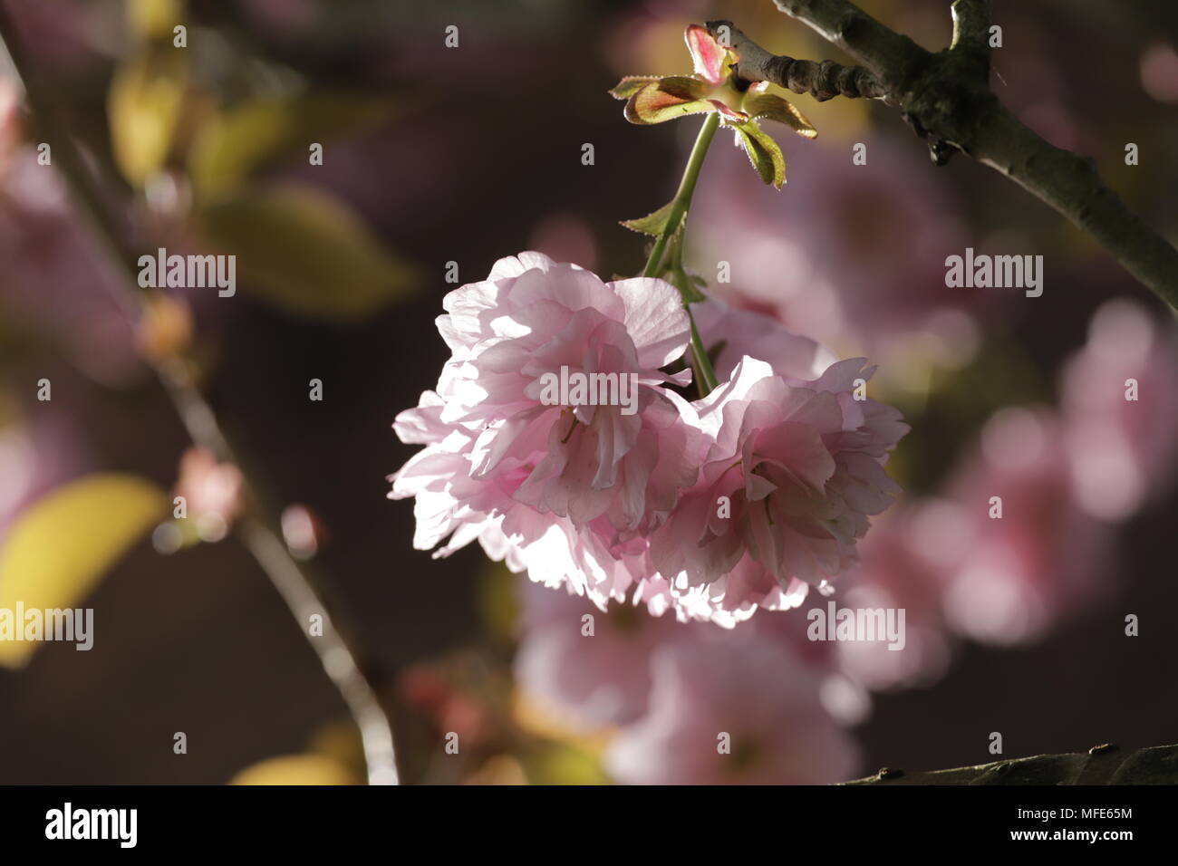 Beautiful pink fragile flowers of the Japanese cherry Stock Photo - Alamy
