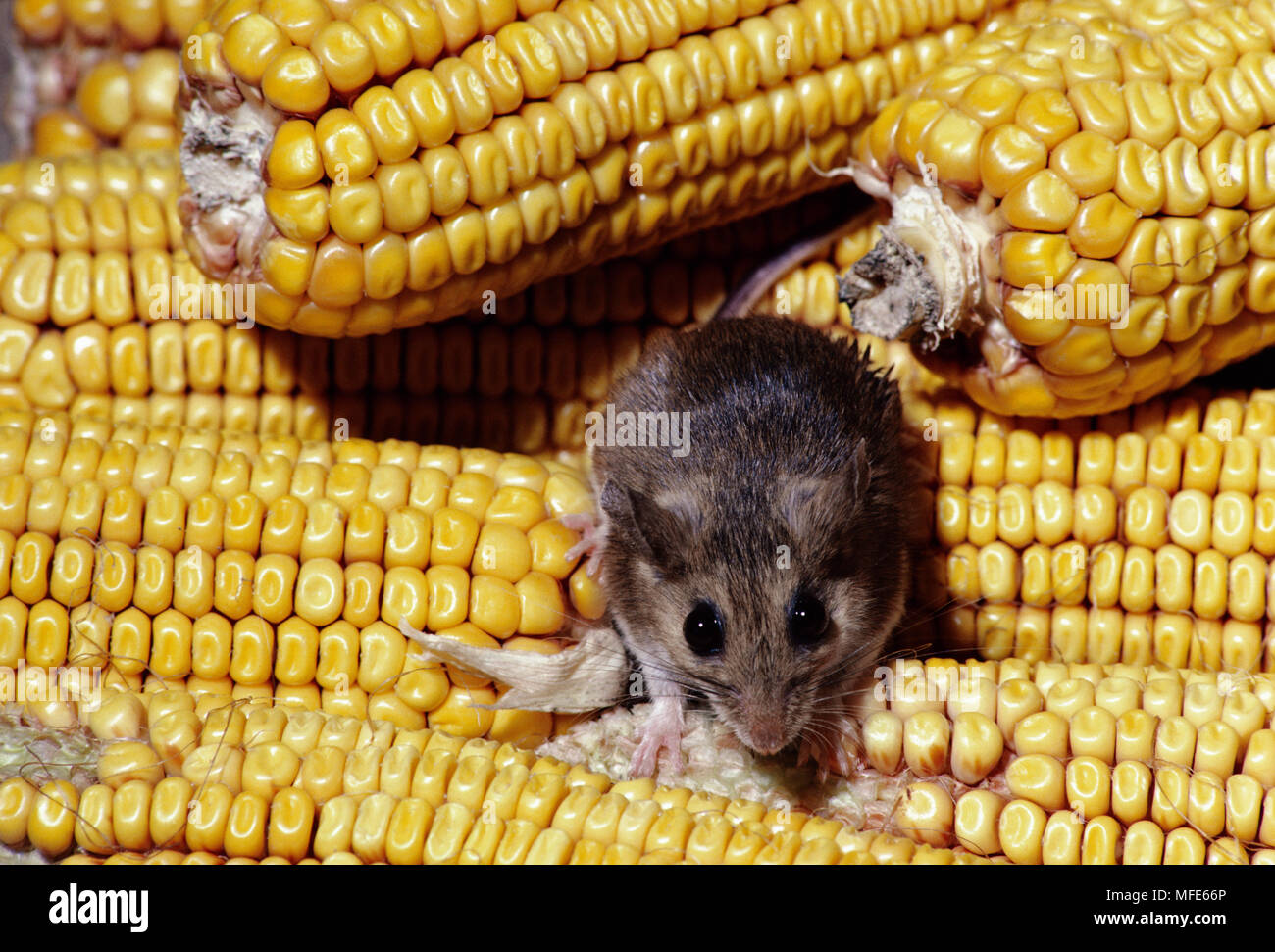 North american deer mice hi-res stock photography and images - Alamy
