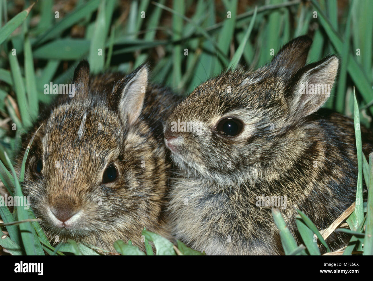 EASTERN COTTONTAIL RABBIT Sylvilagus floridanus two young. Spring ...