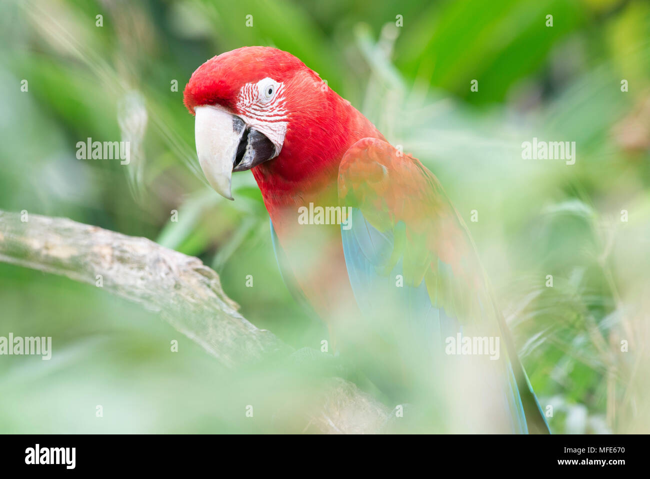 Red Macaw isolated from background Stock Photo - Alamy