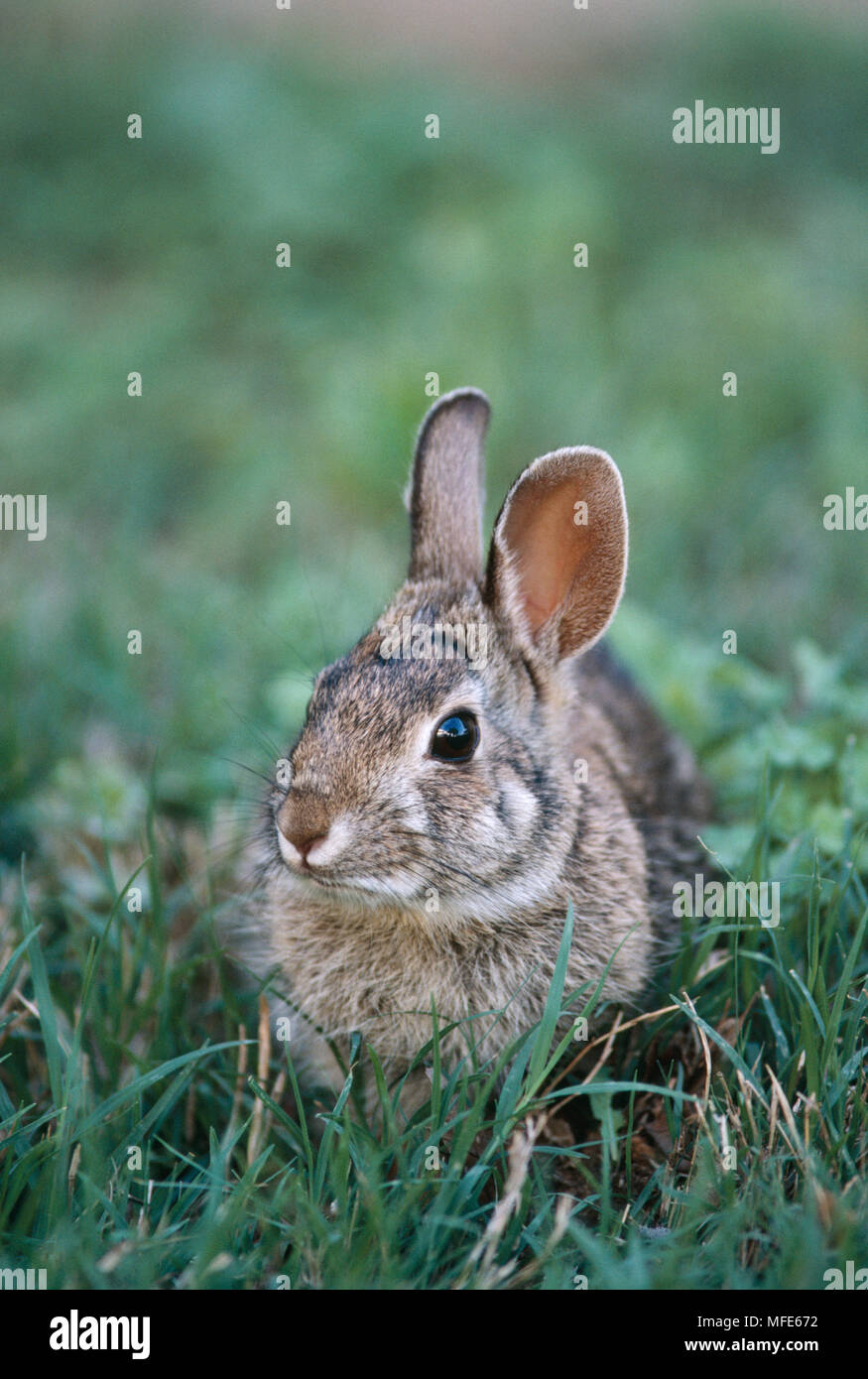 EASTERN COTTONTAIL RABBIT Sylvilagus floridanus Texas Stock Photo - Alamy