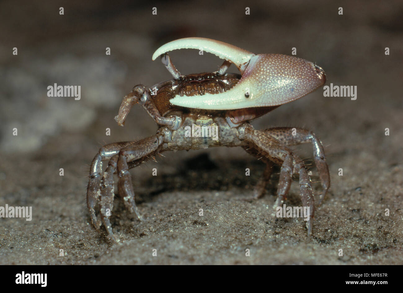 FIDDLER CRAB Uca sp. male signalling, Florida, USA Stock Photo - Alamy