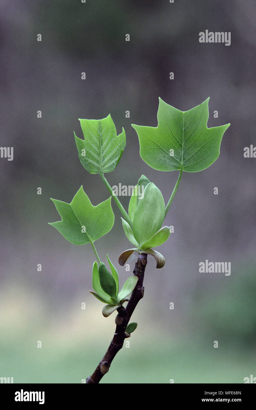 TULIP TREE leaves in spring Liriodendron tulipifera North Carolina, USA ...