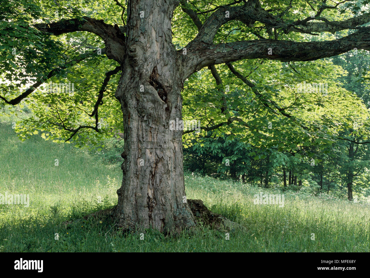 Sugar maple west virginia hi-res stock photography and images - Alamy