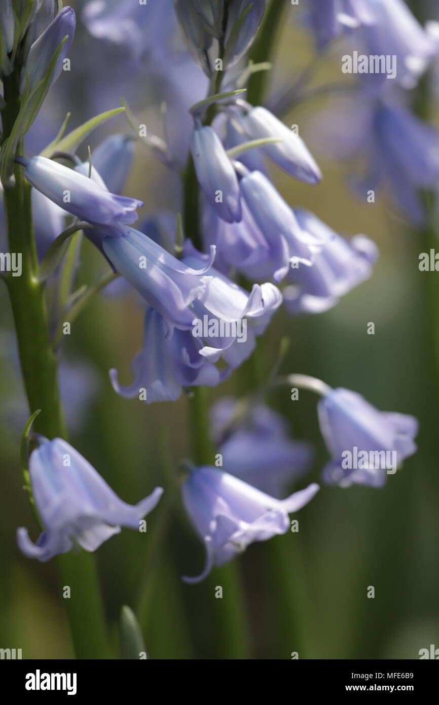 Blue Common Bluebells in close up Stock Photo - Alamy