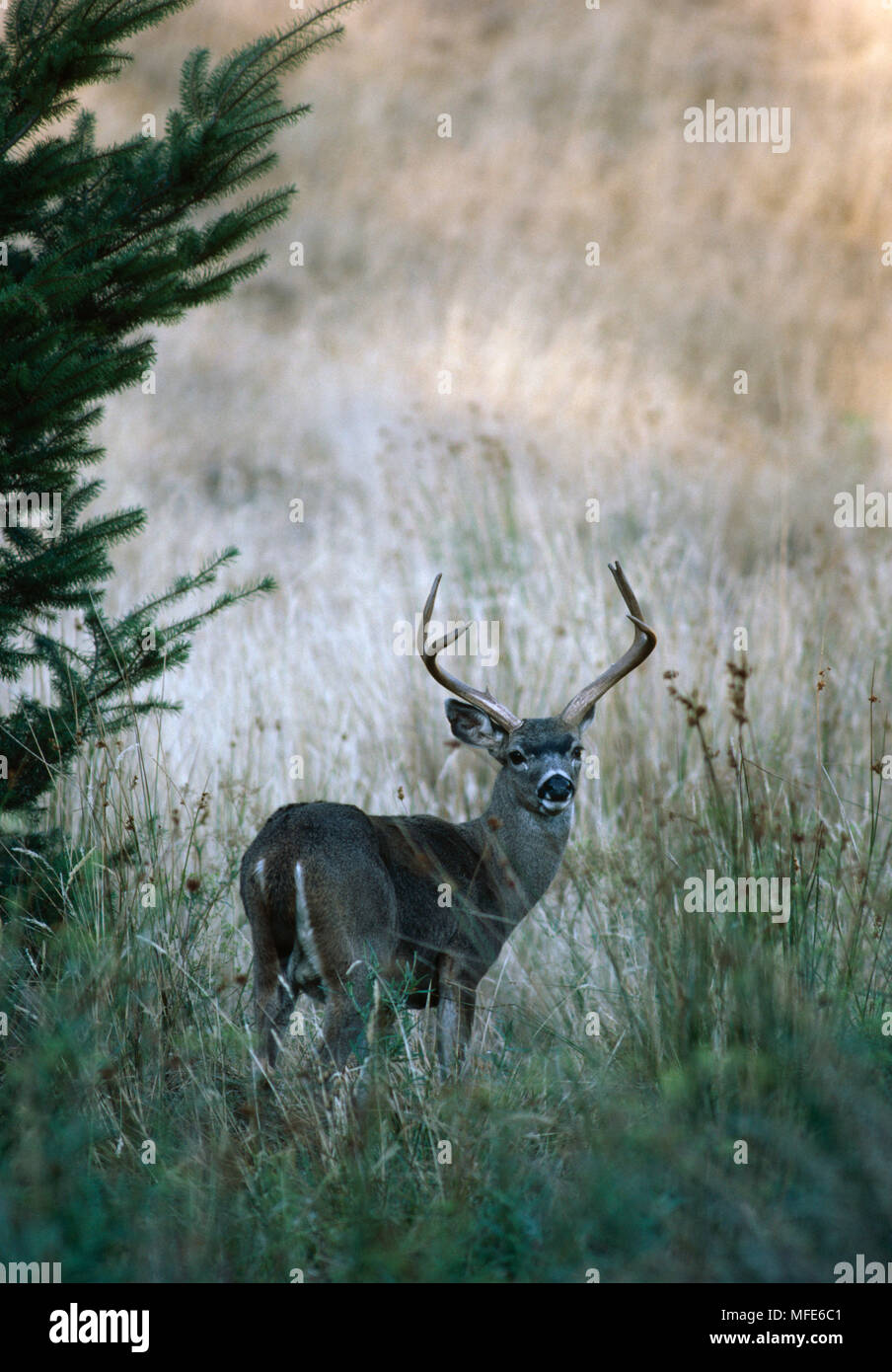 MULE DEER male Odocoileus hemionus California, USA Endangered species ...