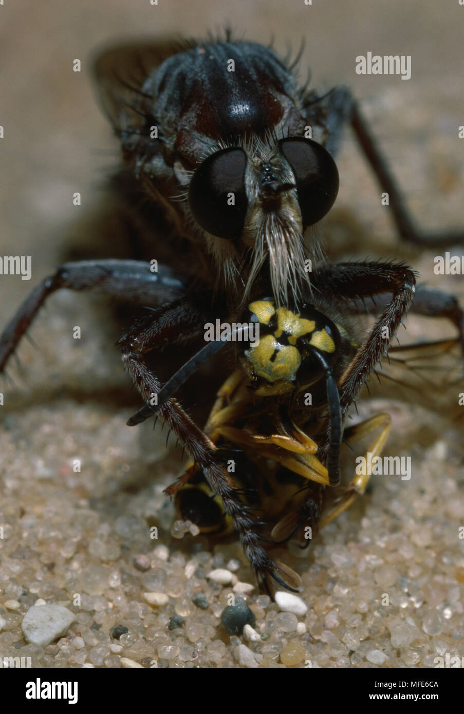 GIANT ROBBER FLY with prey Promachus fitchii Michigan, USA Stock Photo ...