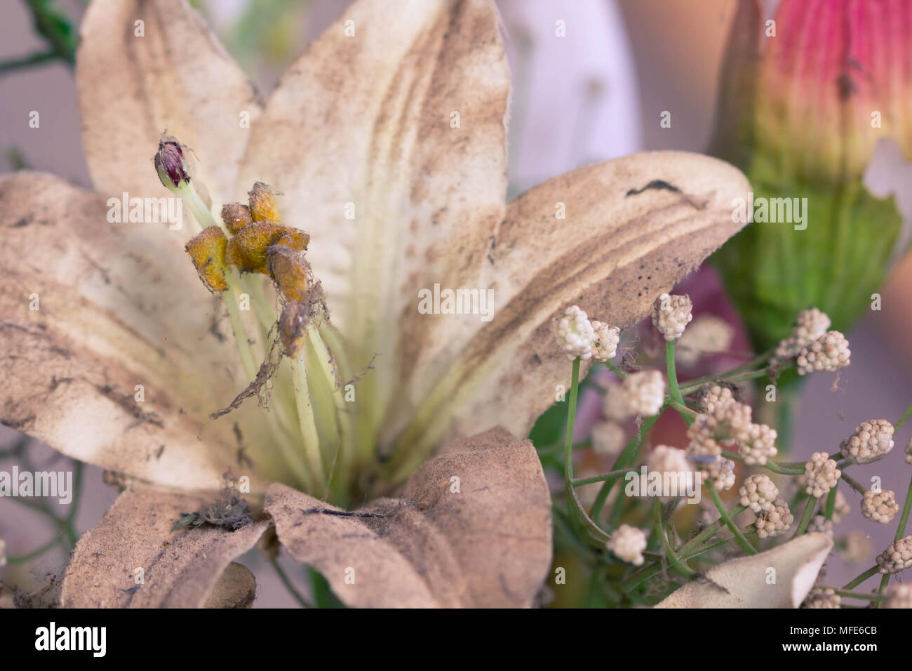 Rad flower hi-res stock photography and images - Alamy