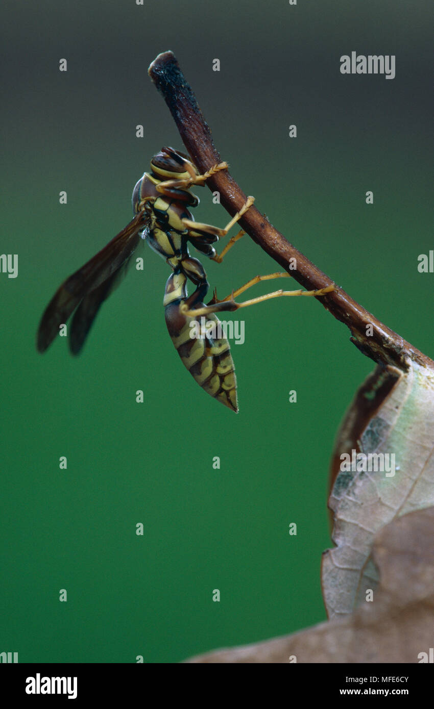 PAPER WASP Polistes sp. North Carolina Stock Photo - Alamy