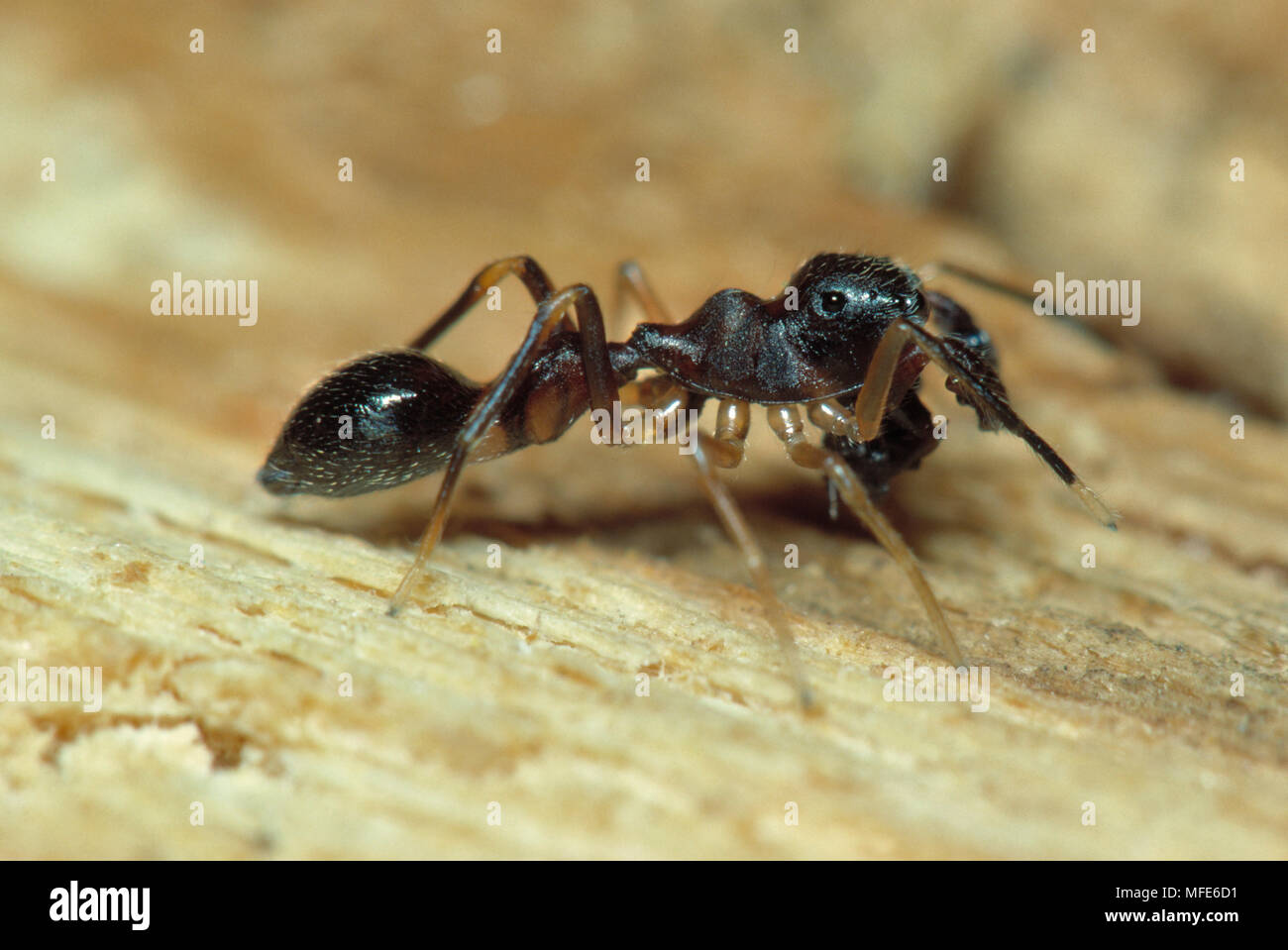 ANT MIMIC JUMPING SPIDER Peckhamia pictata Michigan Stock Photo - Alamy