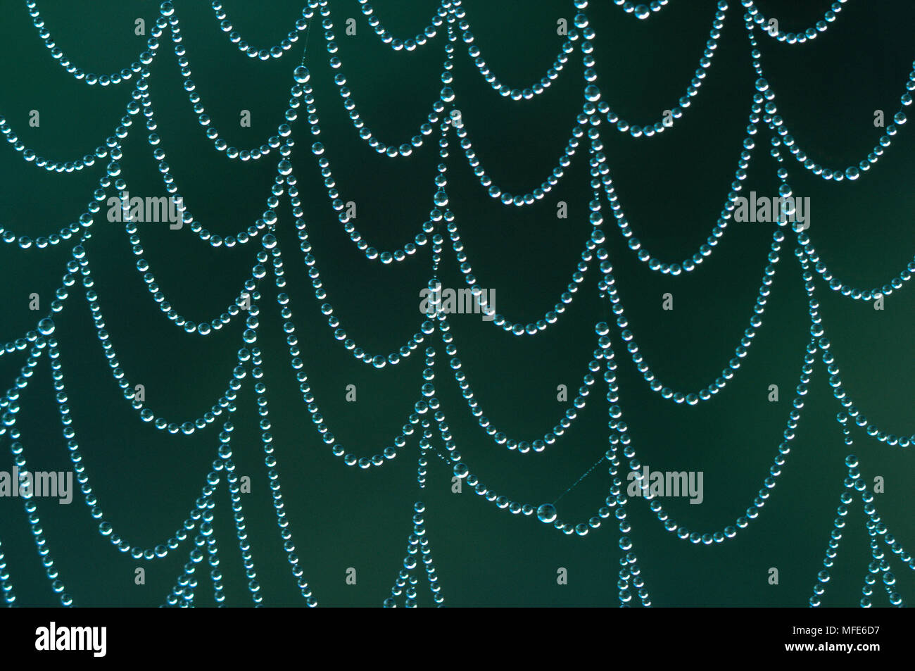 Spiders of michigan hi-res stock photography and images - Alamy