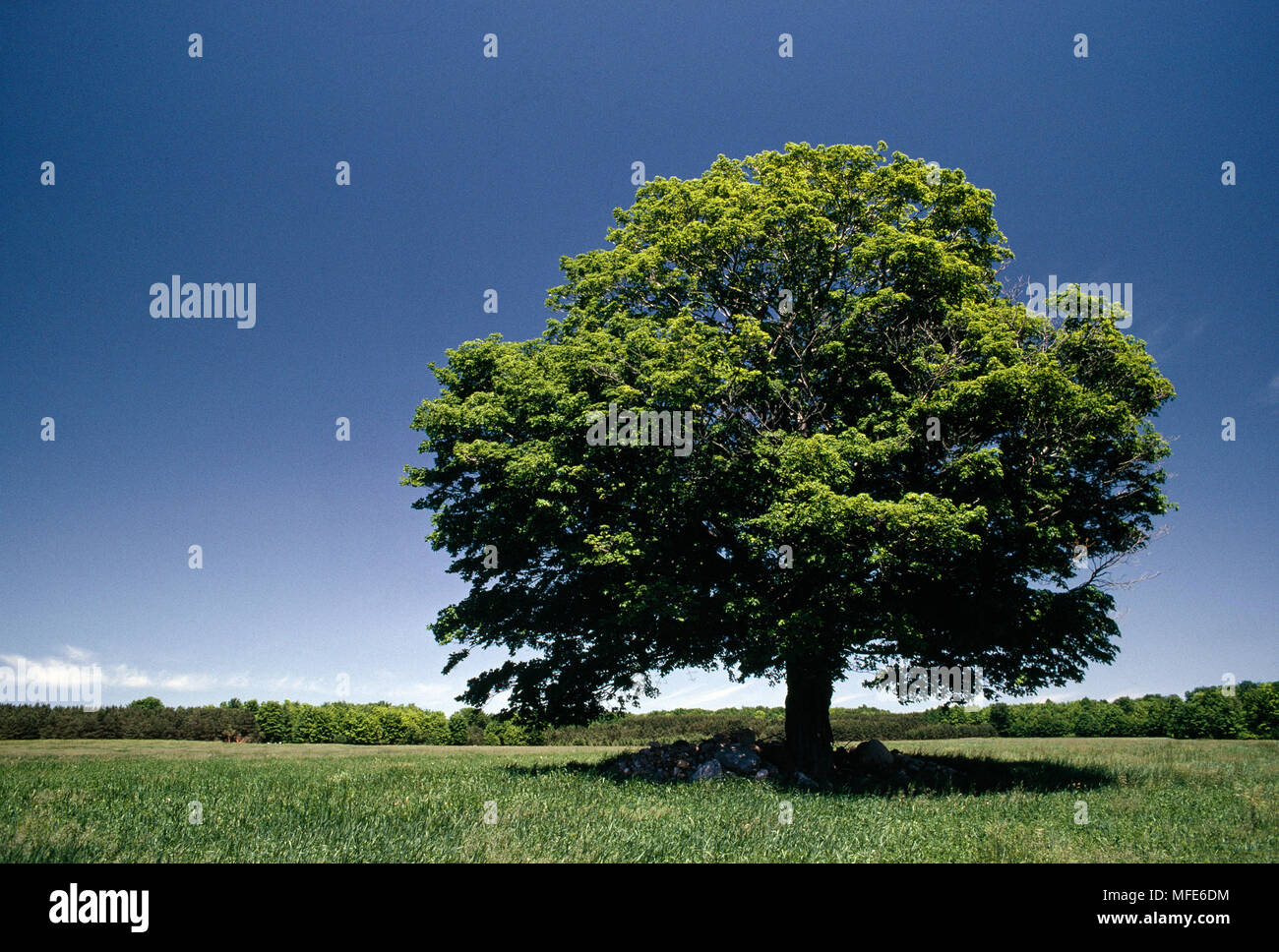 SUGAR MAPLE in summer foliage Acer saccharum Michigan, north eastern ...